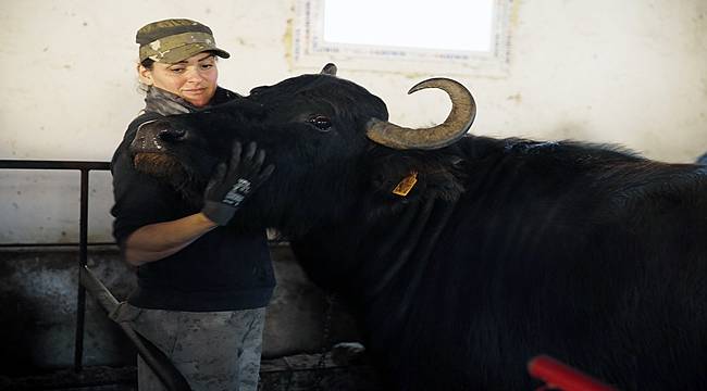 Manda sütü, yoğurdu sağlığa iyi gelince çiftlik kurdu - YURT - Ordu Gazete