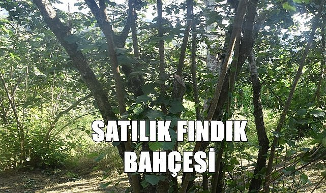 Trabzon Ortahisar'da mahkemeden satılık fındık bahçesi - YURT - Ordu Gazete Trabzon Ortahisar'da mahkemeden satılık fındık bahçesi - YURT - Ordu Gazete