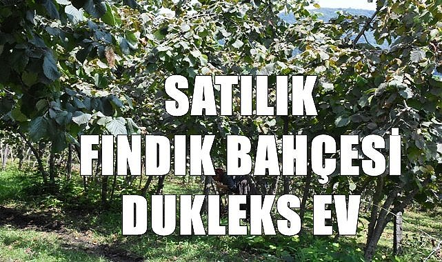 Aybastı'da icradan satılık fındık bahçesi ve dubleks ev - GÜNDEM - Ordu ...